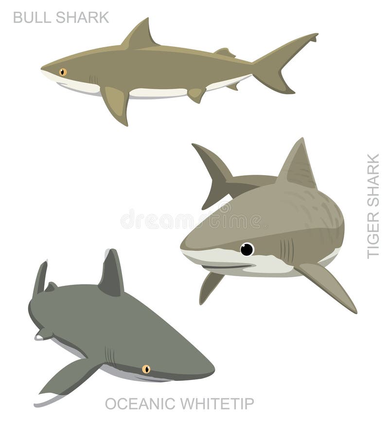 Tiger Shark Set Cartoon Vector Illustration Stock Vector - Illustration ...