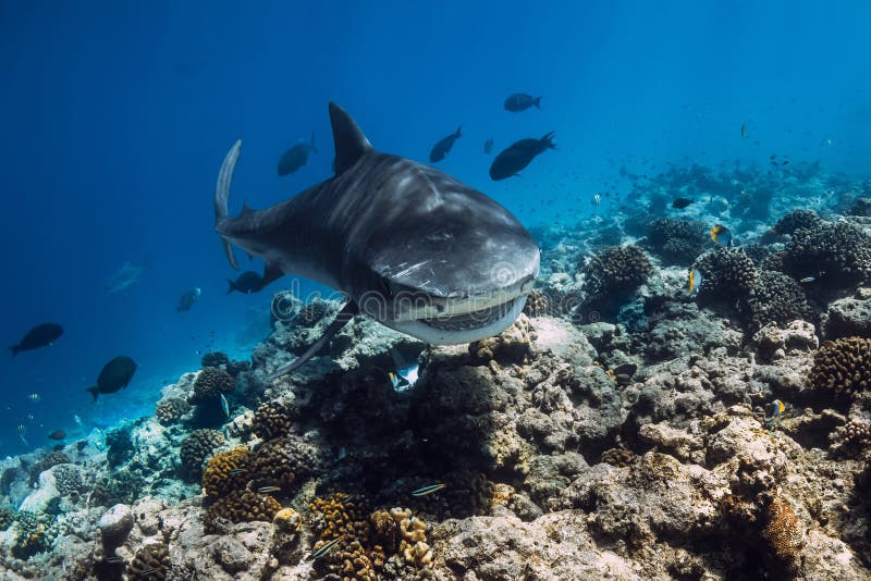 Tiger Shark Swim Close Up in Blue Ocean. Shark with Sharp Teeth Stock Photo - Image of ...