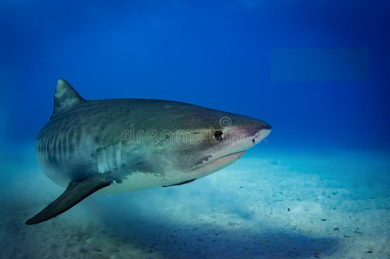 A Tiger Shark stock photo. Image of salt, floor, beach - 360258144