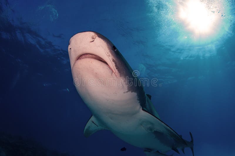A tiger shark stock image. Image of diving, shark, bahamas - 264867129