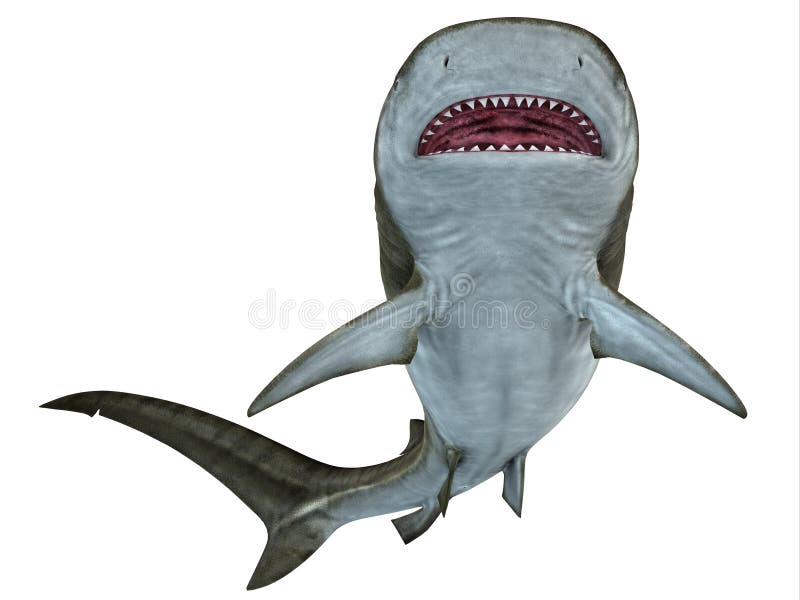 Tiger Shark Side View stock image. Image of saltwater - 63753953