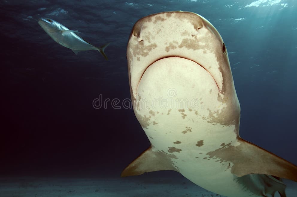 Tiger Sharks stock photo. Image of underworld, bahamas - 12690920