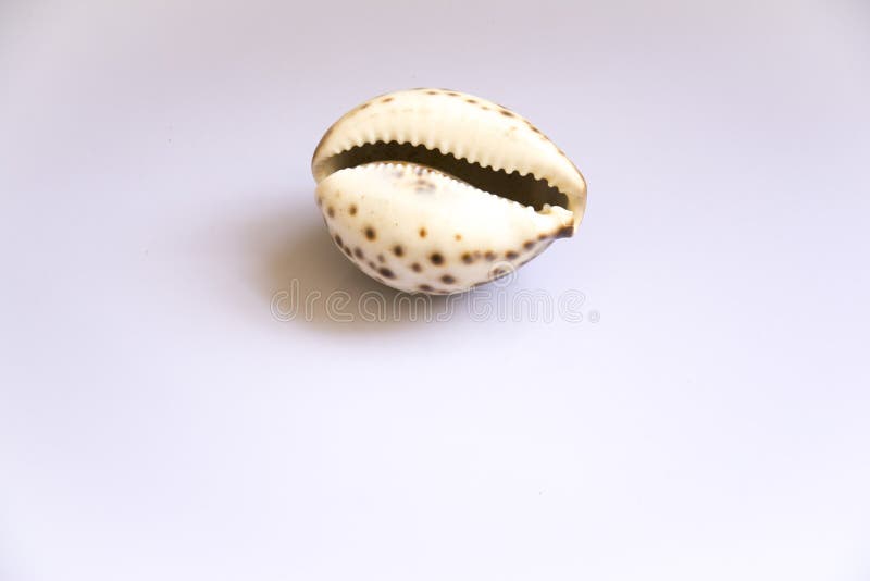 Tiger_shell_beach02 stock image. Image of holiday, summer - 56068469