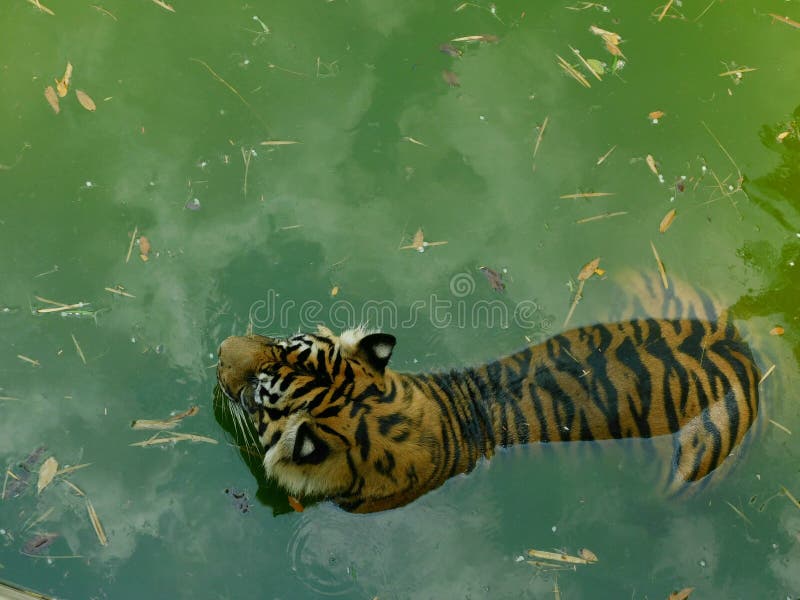 Tiger, Shot from Above View Stock Image - Image of back, exquisite ...
