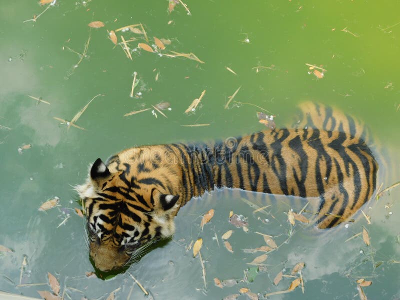 Tiger, Shot from Above View Stock Image - Image of creature, animal ...