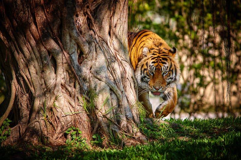 The Tiger stock photo. Image of natural, indian, tigress - 54921252