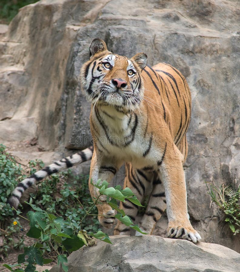 Tiger stock photo. Image of amur, portrait, cruel, shot - 67618984