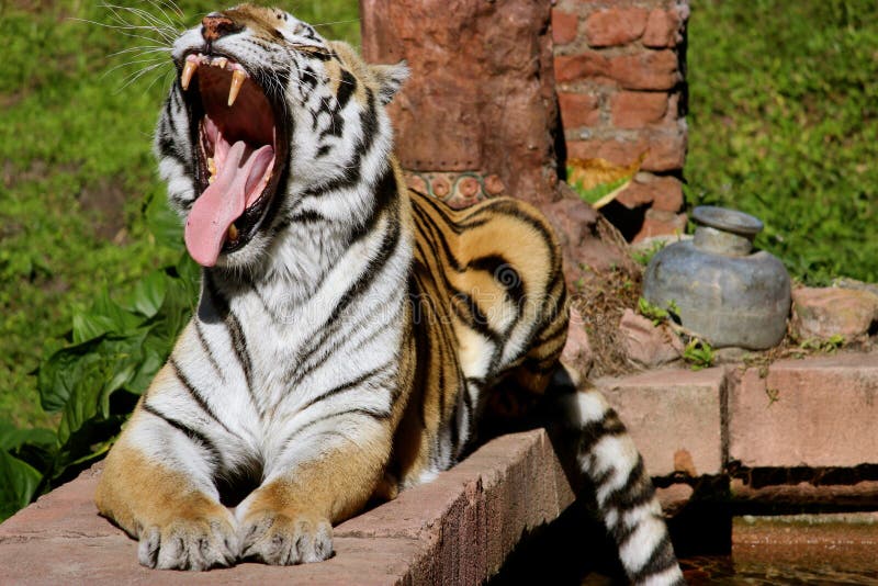 Tiger Showing Teeth on Ledge Stock Image - Image of ledge, teeth: 34050691