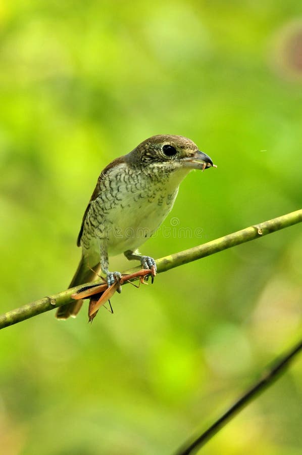 Tiger Shrike stock image. Image of java, china, sarawak - 27598653