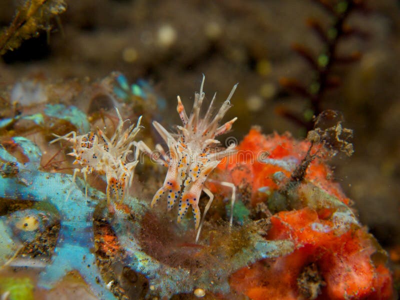 Tiger Shrimp Coperto Di Spine Immagine Stock - Immagine di marino ...