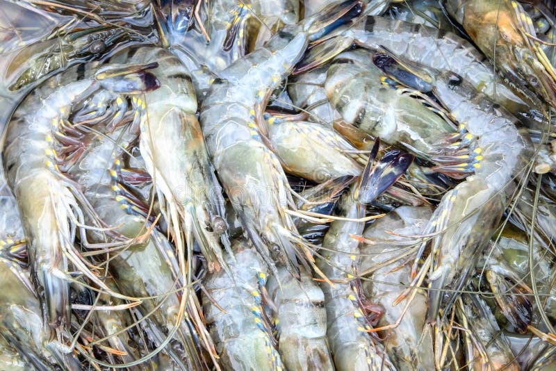 Tiger shrimp stock image. Image of shrimp, close, marine - 41059379