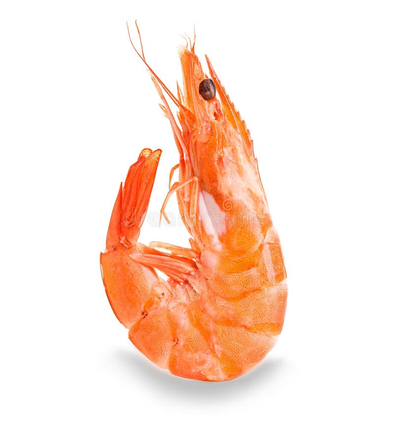 Tiger Shrimp. Prawn Isolated on a White Background Stock Image - Image ...