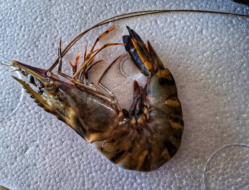 A Tiger Shrimp of Tropical Pond in West Java Stock Image - Image of ...