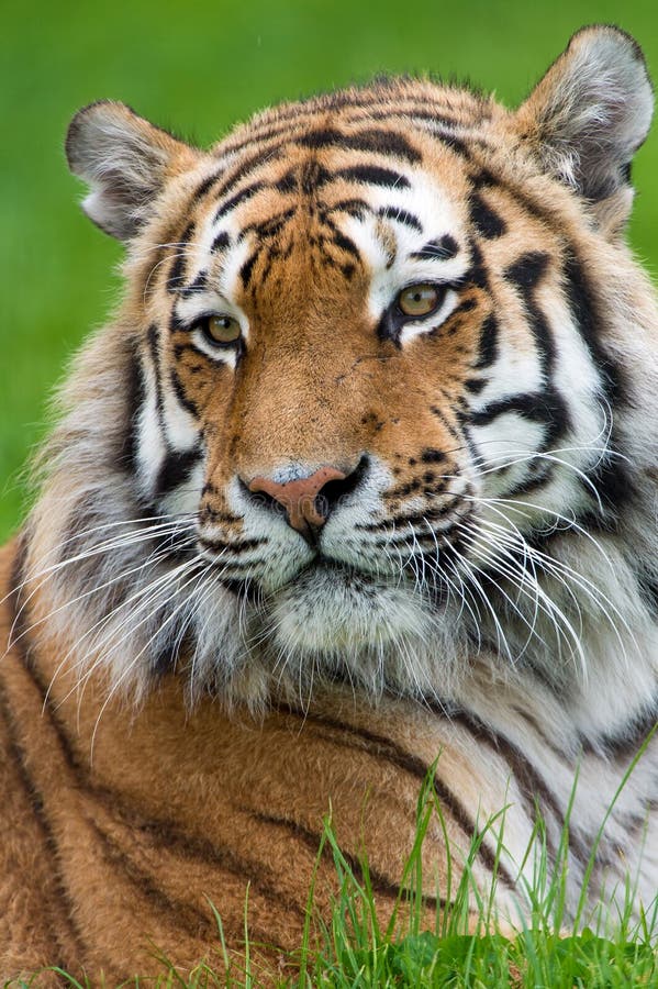 Tiger Portrait with a Green Background Stock Photo - Image of wildlife ...