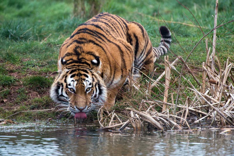 Tiger stock image. Image of hunter, species, wild, tigris - 39639127
