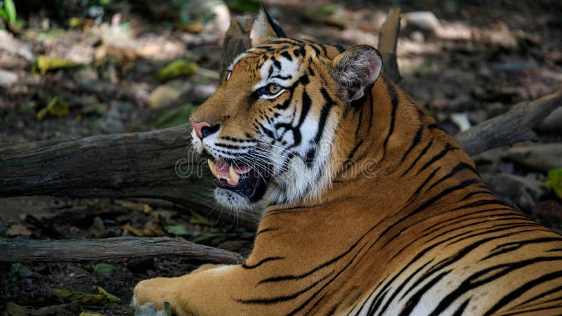 Tiger stock photo. Image of exposed, korean, south, north - 256641498