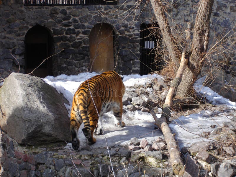 Tiger stock photo. Image of strong, meow, beast, nature - 102332902