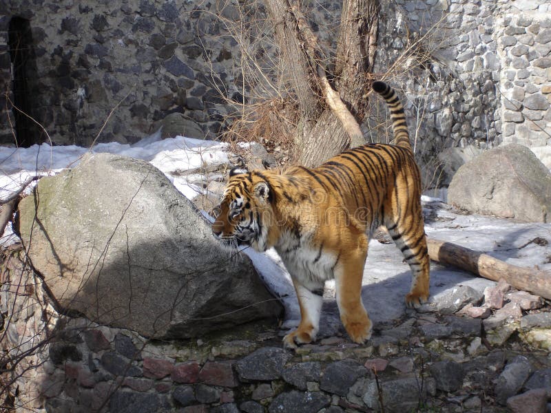 Tiger stock photo. Image of beast, nature, fauna, orange - 43779144