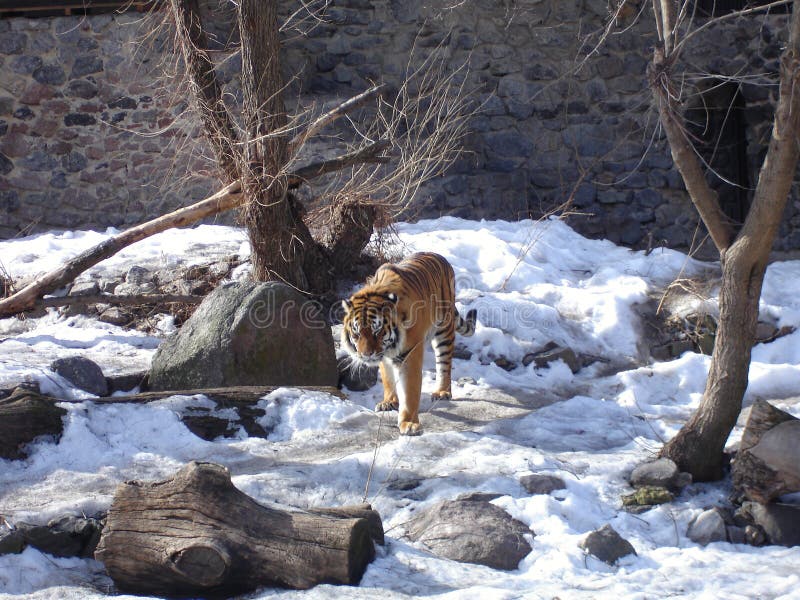 Tiger stock image. Image of siberian, beast, animal, carnivore - 49594583