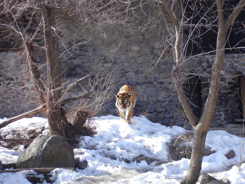Tiger stock image. Image of nature, tiger, siberian, predator - 59680321