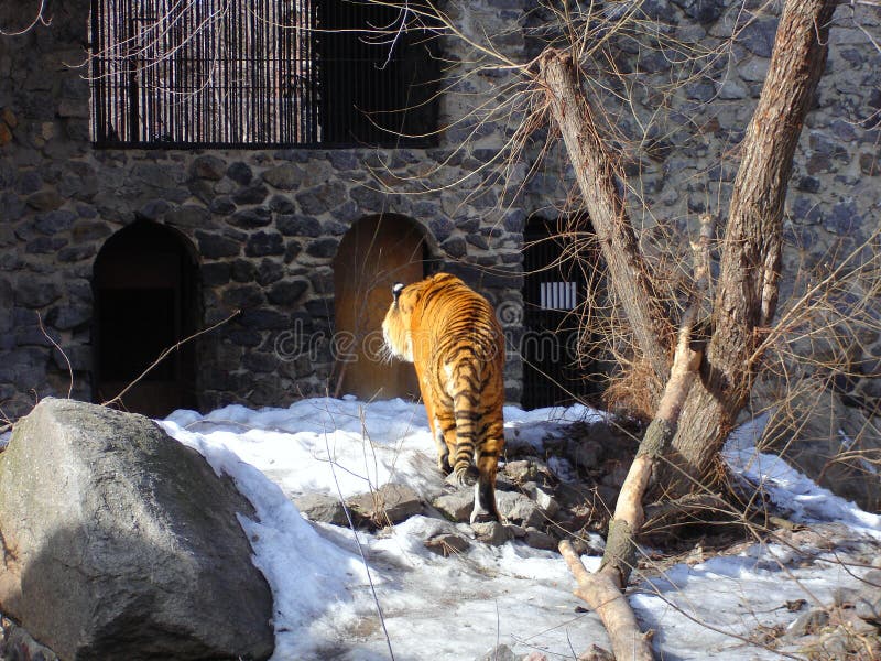 Tiger stock image. Image of nature, striped, wildlife - 97627031
