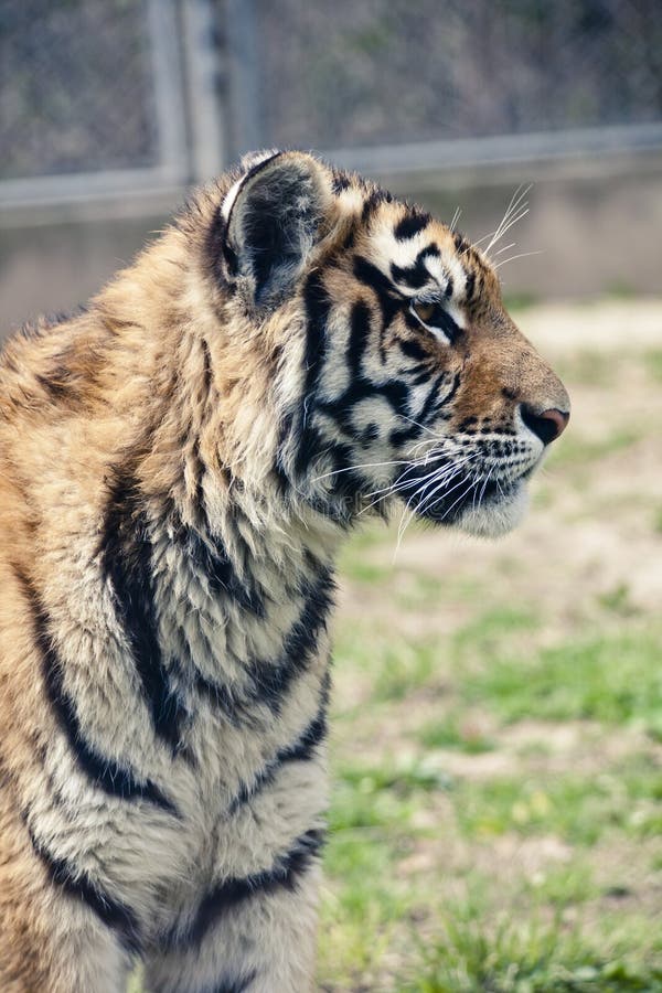 Tiger stock image. Image of grass, feral, africa, wild - 31012835