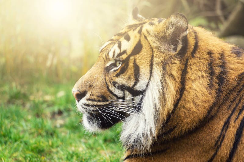 Tiger in Side Profile with Sun and Intense Eyes Stock Photo - Image of ...