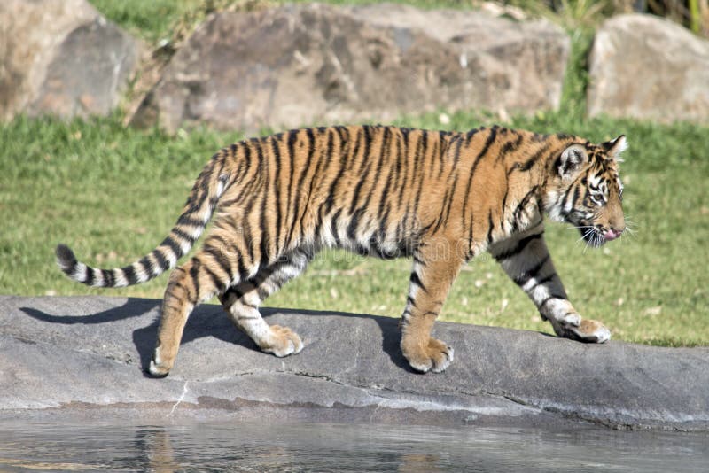 Tiger side view stock image. Image of brown, black, white - 125698955