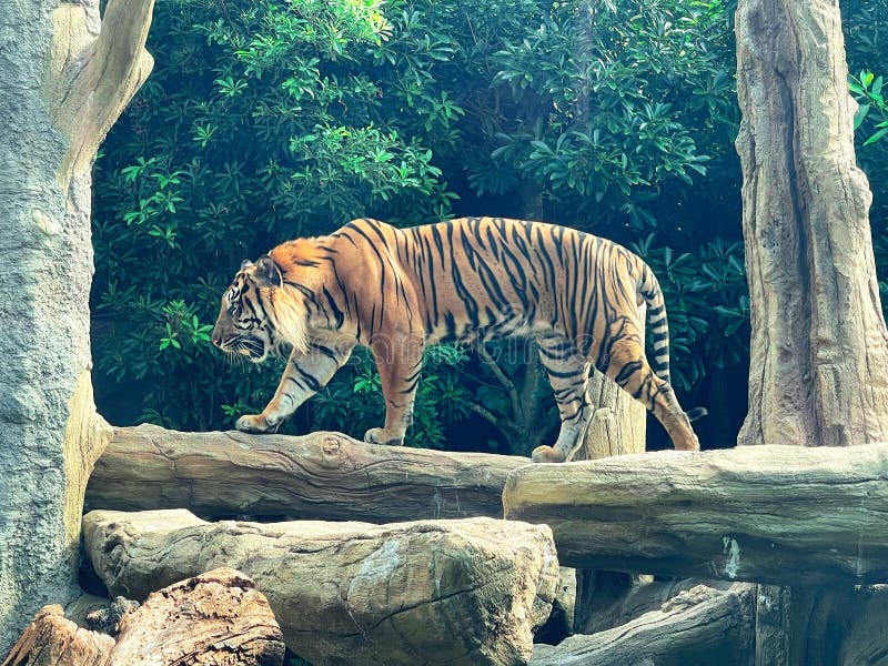 Tiger Side View Walking on Log in Animal Kingdom Stock Image - Image of ...
