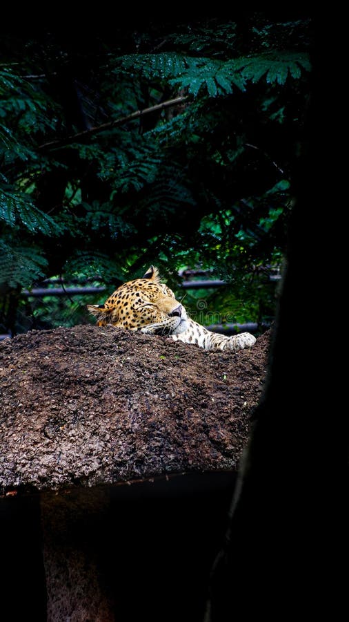 Tiger stock image. Image of naturalpic, tiger, beast - 255504991