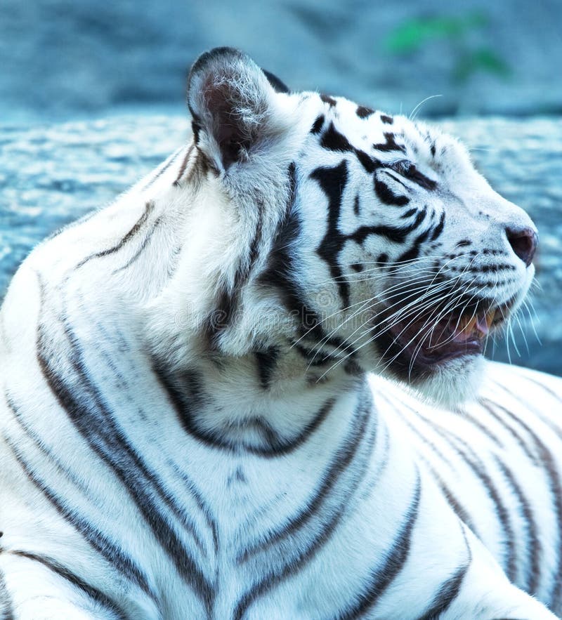 Tiger stock photo. Image of mammal, dangerous, rare, predator - 54190588