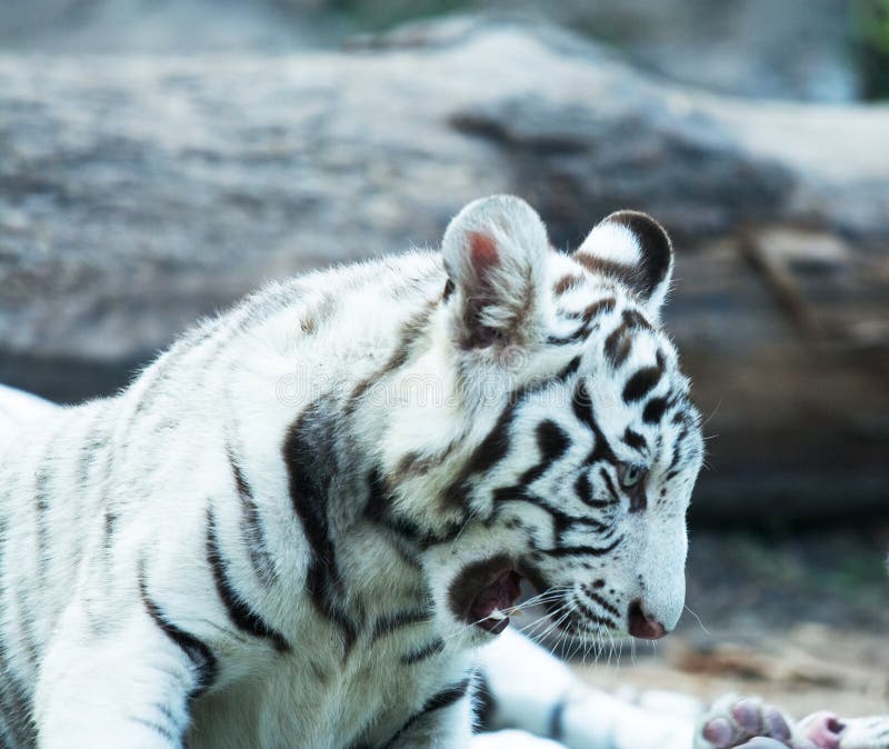 Tiger stock image. Image of striped, predator, nature - 54190591