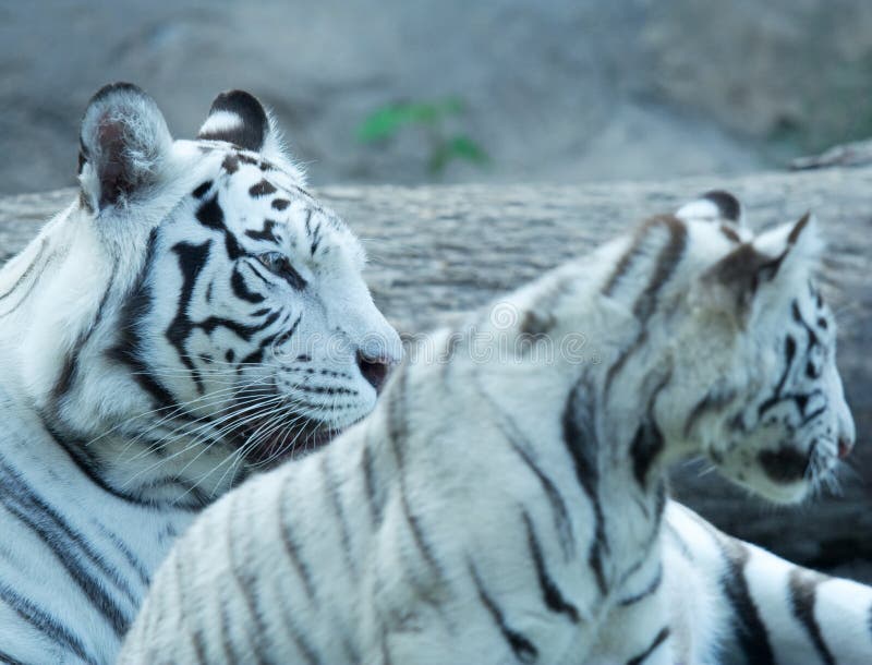 White tiger stock image. Image of tiger, silver, striped - 12026245
