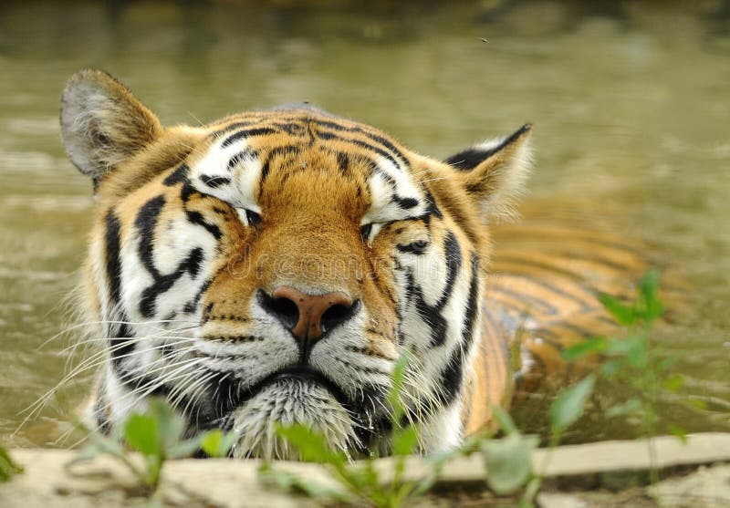126 Single Bengal Tiger Face Stock Photos - Free & Royalty-Free Stock ...