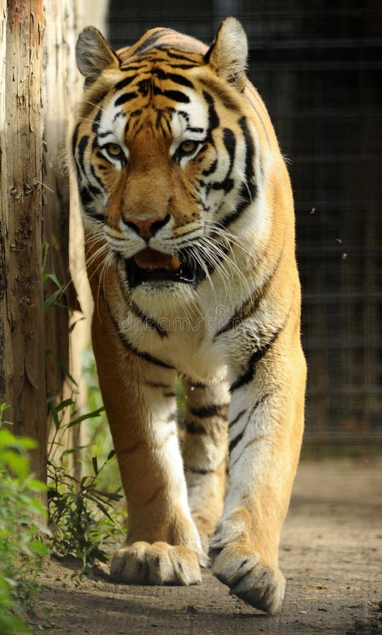 126 Single Bengal Tiger Face Stock Photos - Free & Royalty-Free Stock ...