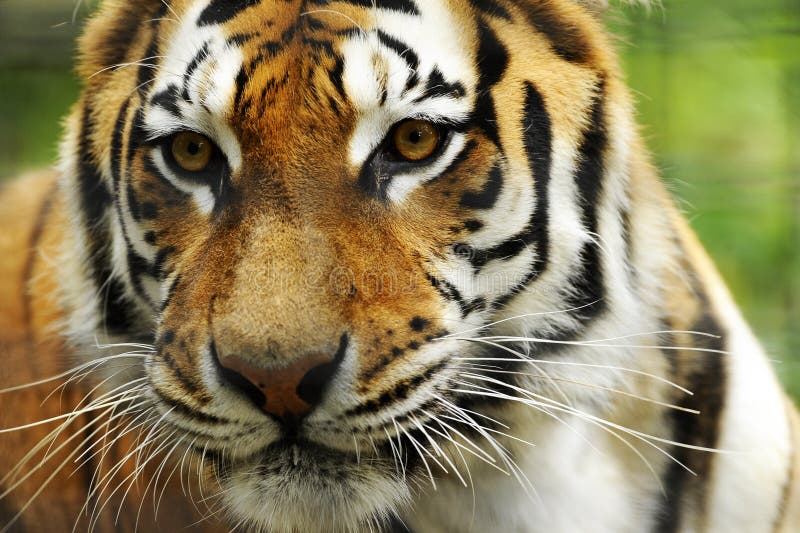 Tiger stock image. Image of tiger, single, striped, danger - 64089471