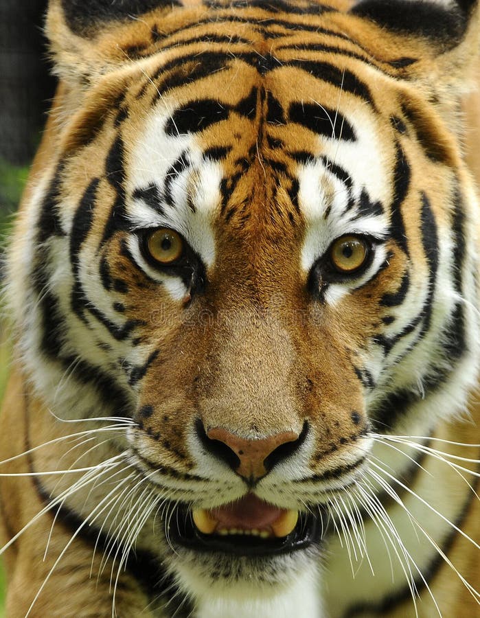 126 Single Bengal Tiger Face Stock Photos - Free & Royalty-Free Stock ...