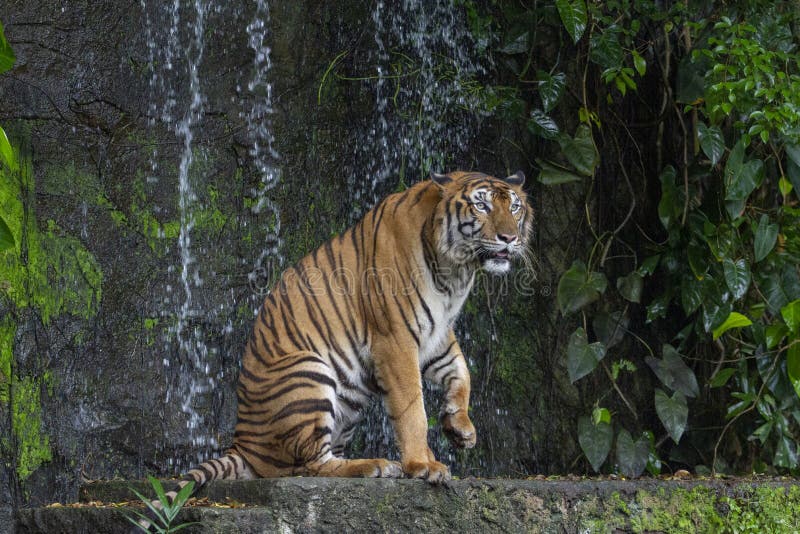 Tiger Sit Down in Front of Waterfall Stock Photo - Image of asian ...