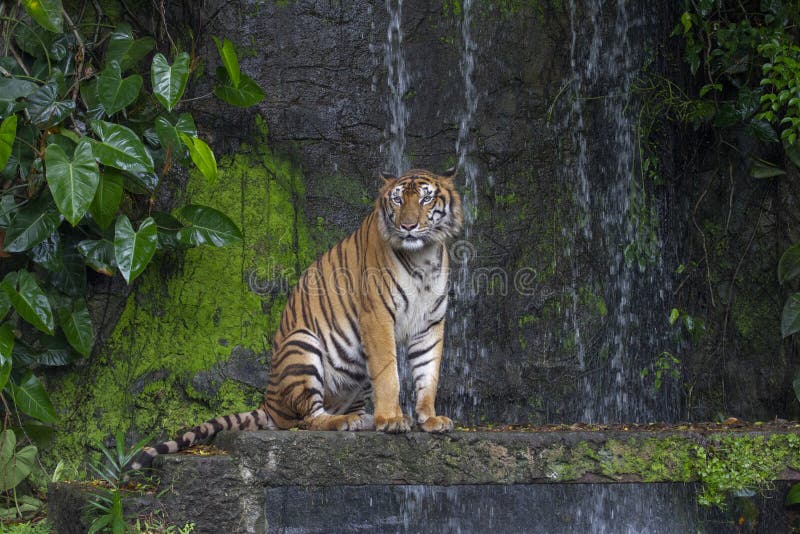 Tiger Sit Down in Front of Waterfall Stock Photo - Image of portrait ...