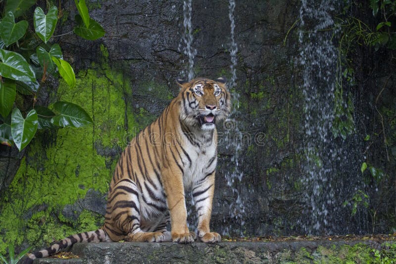 Tiger Sit Down in Front of Waterfall Stock Photo - Image of predator ...