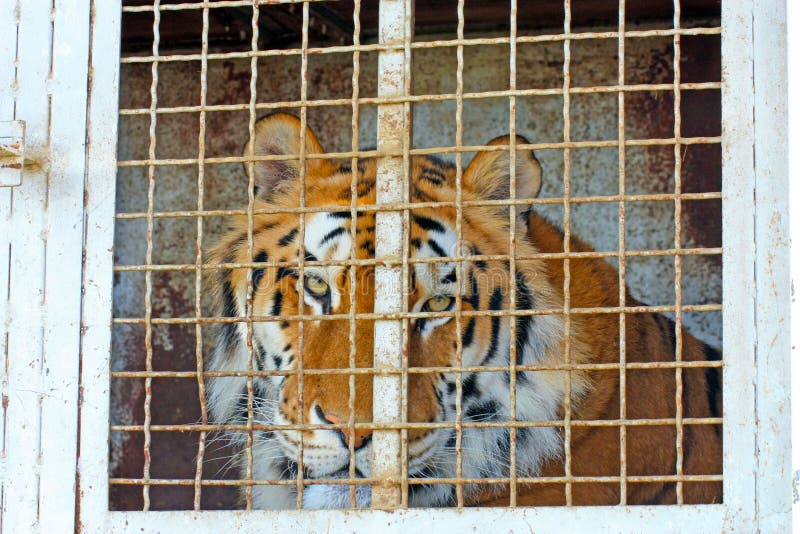 Sad tiger stock photo. Image of rare, large, striped - 36461938