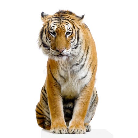 10,121 Tiger Sitting Stock Photos - Free & Royalty-Free Stock Photos ...
