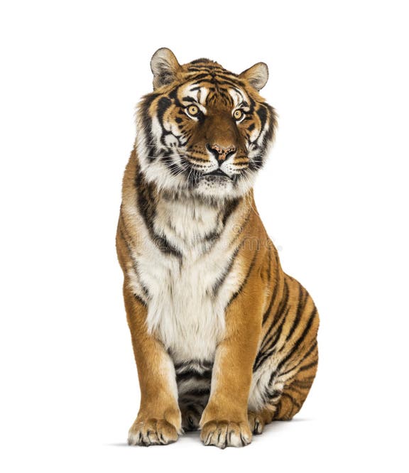 10,135 Tiger Sitting Stock Photos - Free & Royalty-Free Stock Photos ...