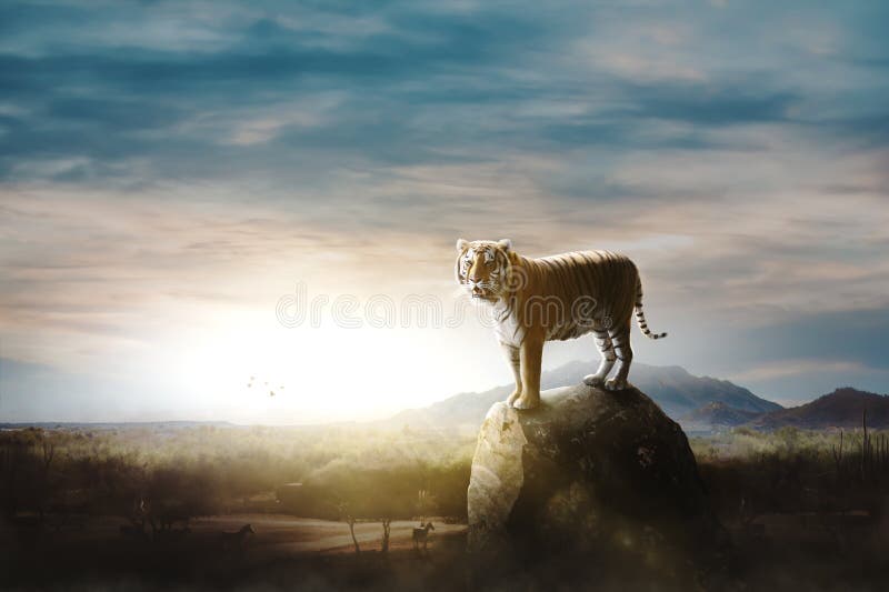 Tiger Sitting on a Stone at Sunset Stock Photo - Image of bengal, anger ...