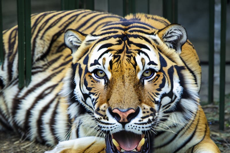 Tiger in the Cage stock image. Image of staring, carnivore - 289333121