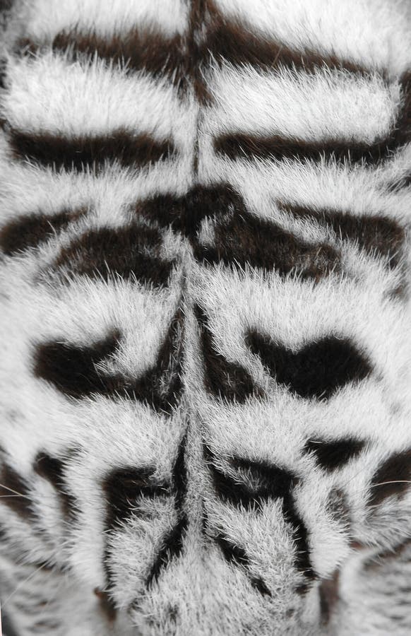 White tiger skin stock image. Image of tigris, decorative - 17663155