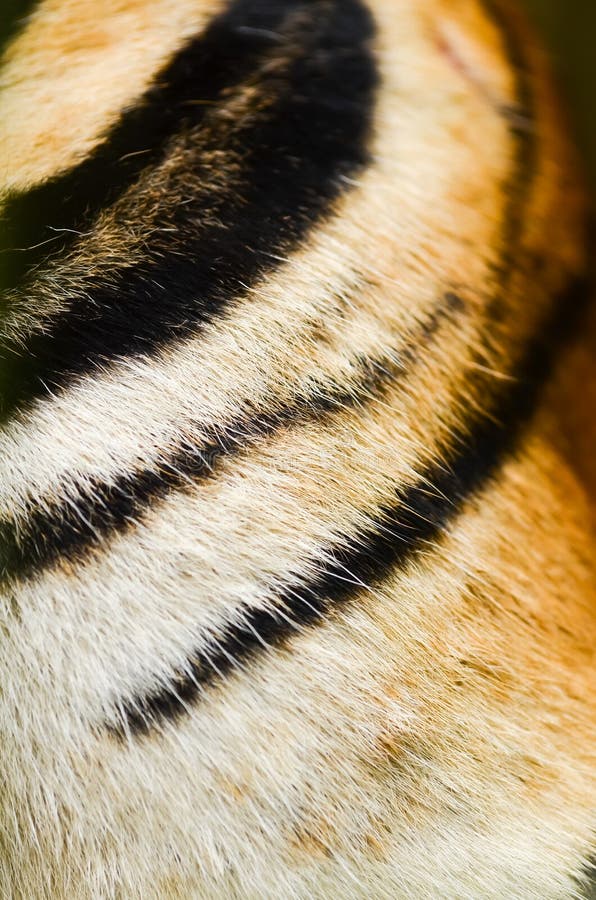 Tiger skin stock photo. Image of abstract, skin, tigris - 25931550
