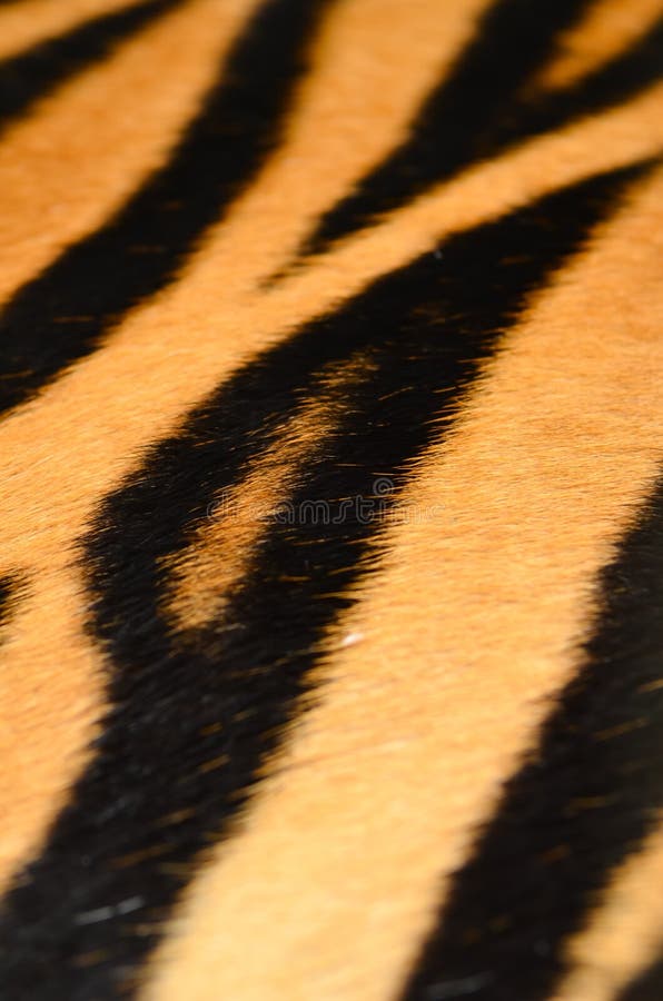 Tiger skin stock photo. Image of jungle, animal, material - 25931566
