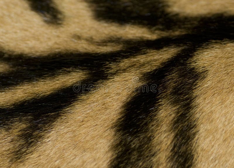 Tiger Skin Detail stockbild. Bild von tiger, fell, tier - 42398017