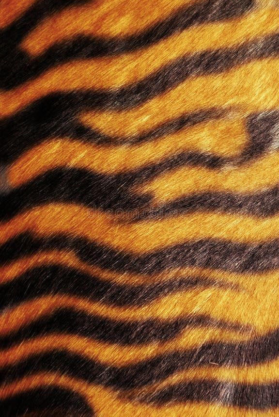 Tiger skin texture stock image. Image of pelt, nature - 12291203